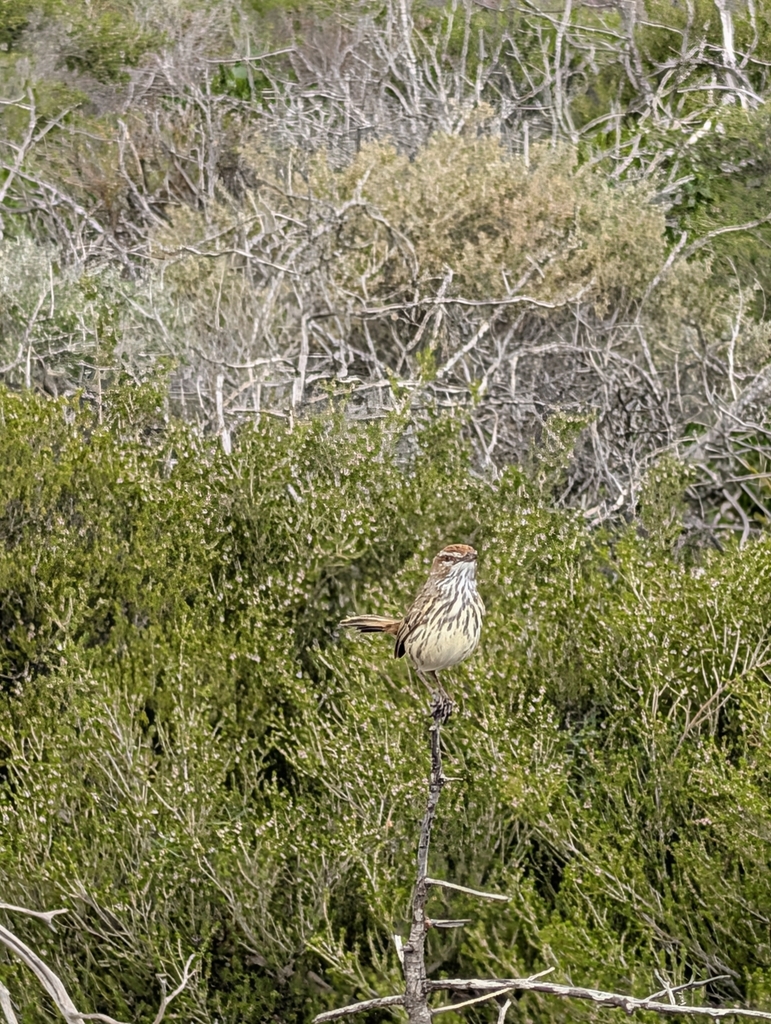 Rufous Fieldwren from Kalbarri, AU-WA-NP, AU-WA, AU on April 17, 2026 ...