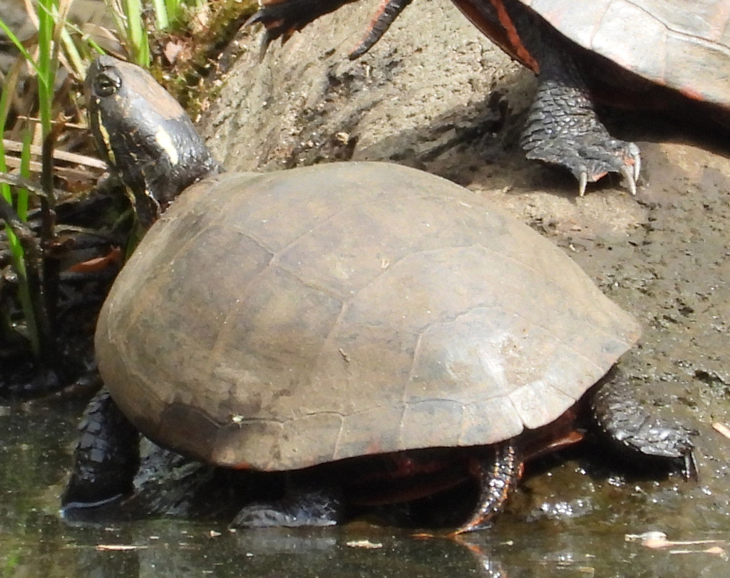 Eastern Painted Turtle from Forest Glen, Silver Spring, MD, USA on ...