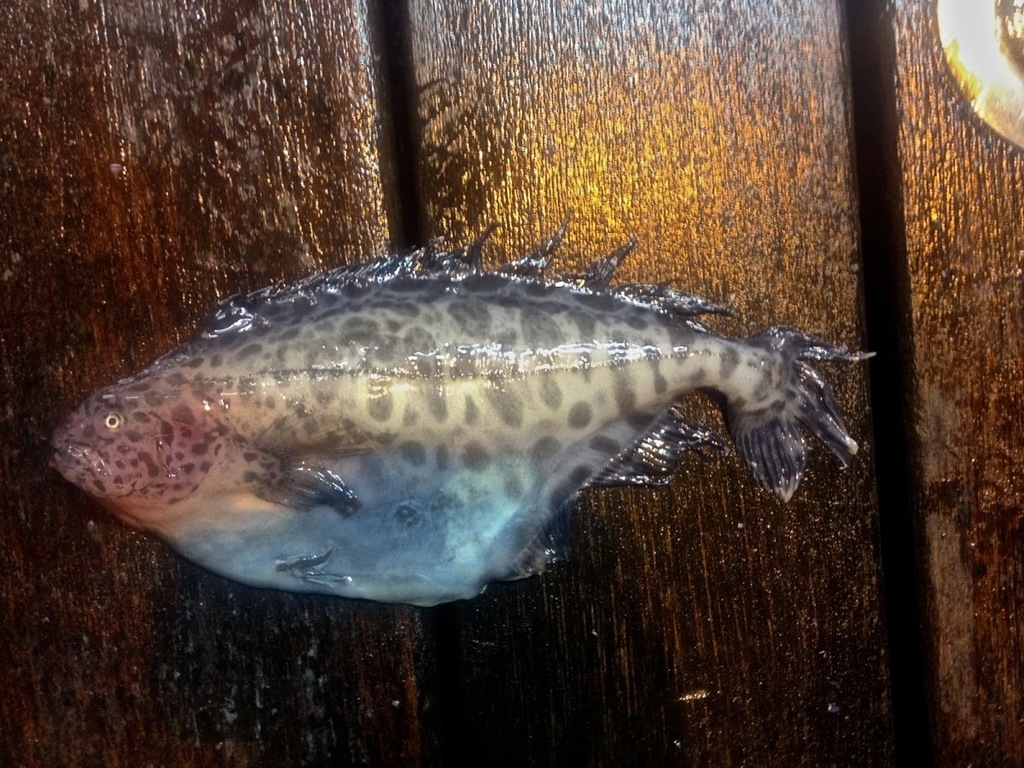 Ragfish from Kodiak Island, AK, USA on October 20, 2014 at 05:07 PM by ...