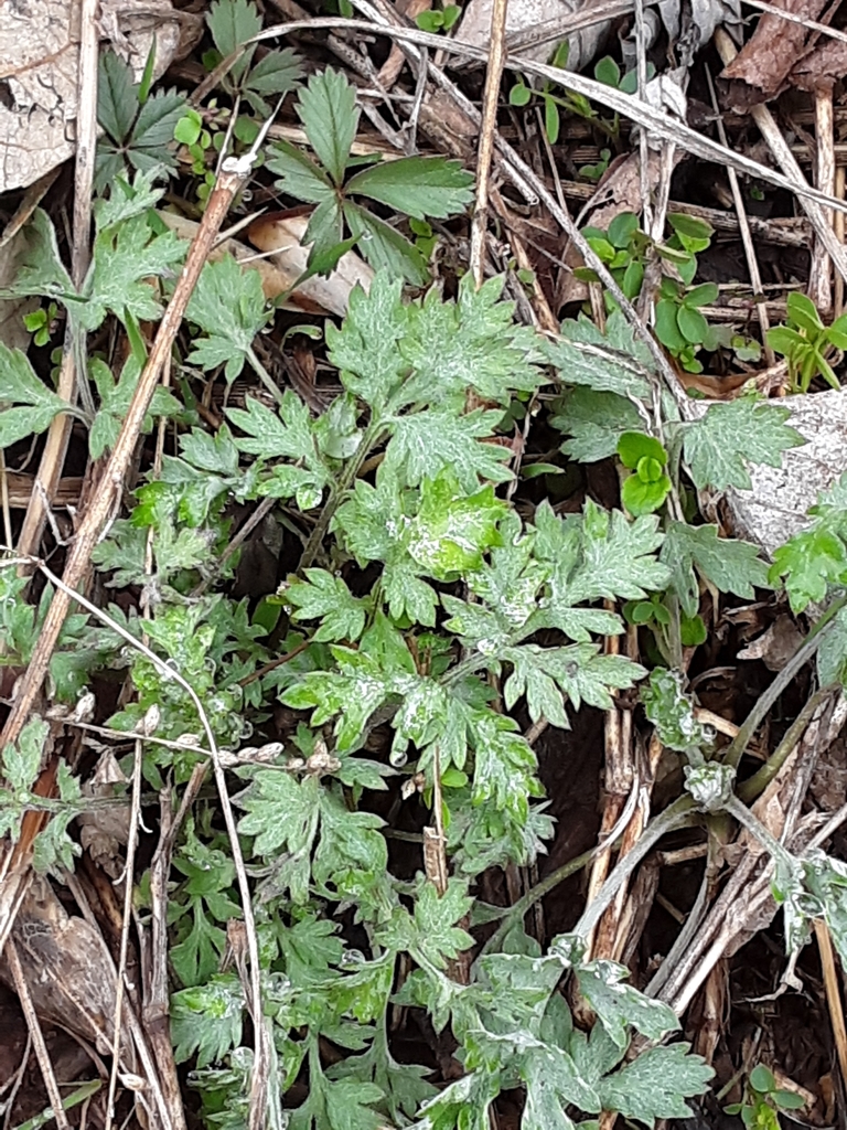 common mugwort from Hillsborough Township, NJ, USA on March 19, 2020 at ...