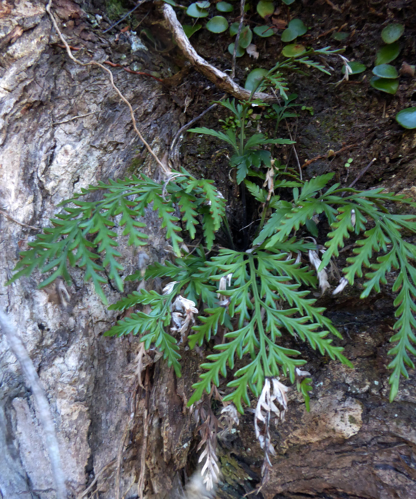 Asplenium haurakiense (Plants of Tiritiri Matangi ) · iNaturalist