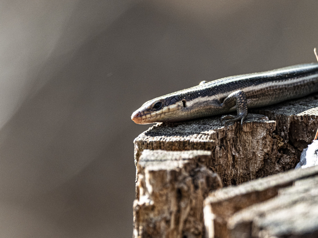 Common Five-lined Skink from Chatham County, NC, USA on March 19, 2020 ...