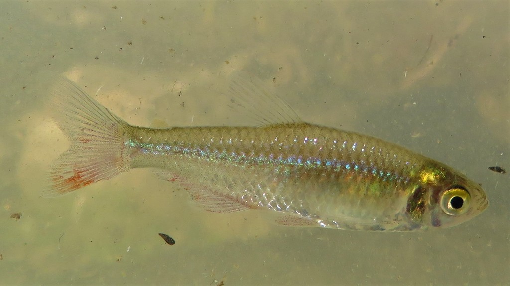 Colita colorada (Peces de Trinidad) · iNaturalist