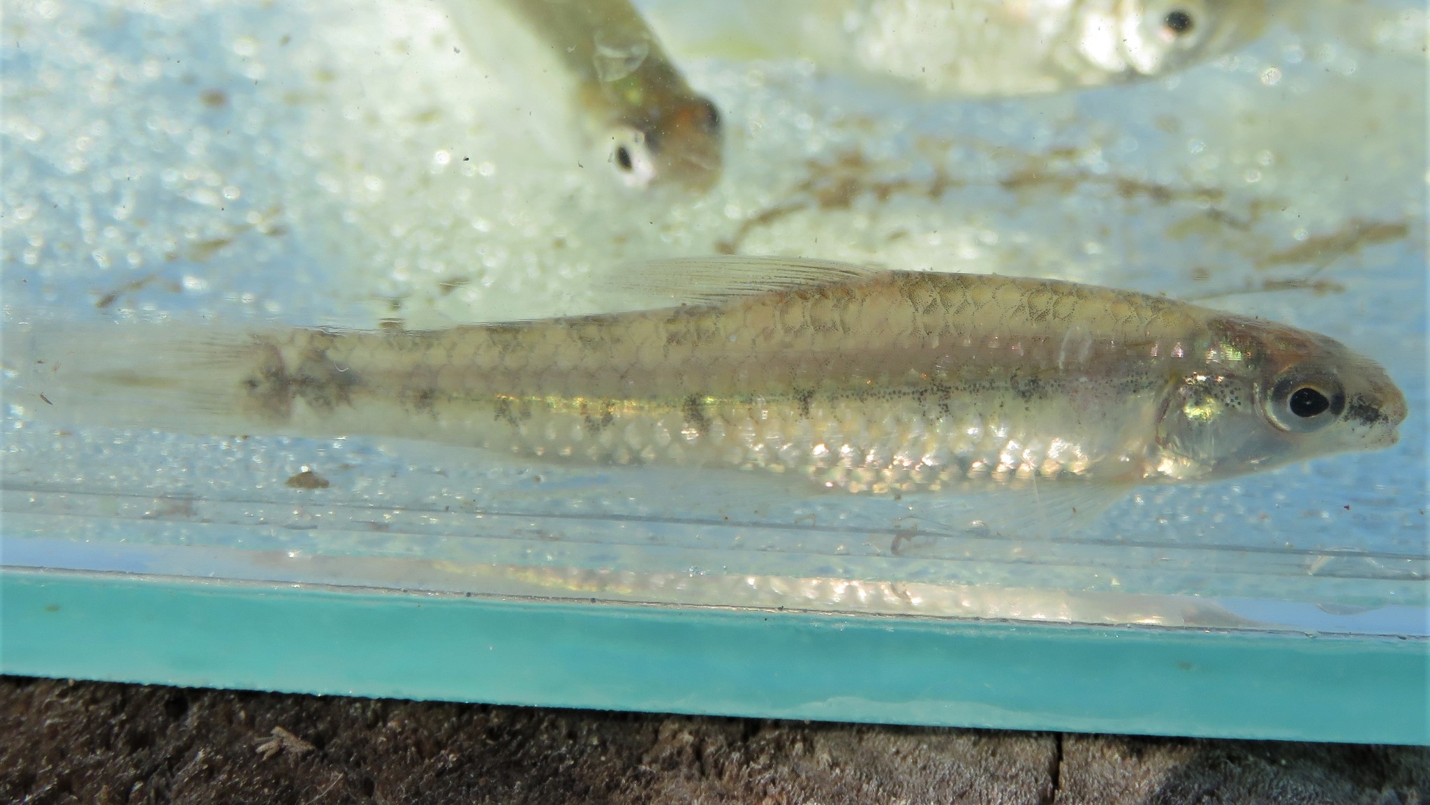 Characidium zebra Eigenmann, 1909