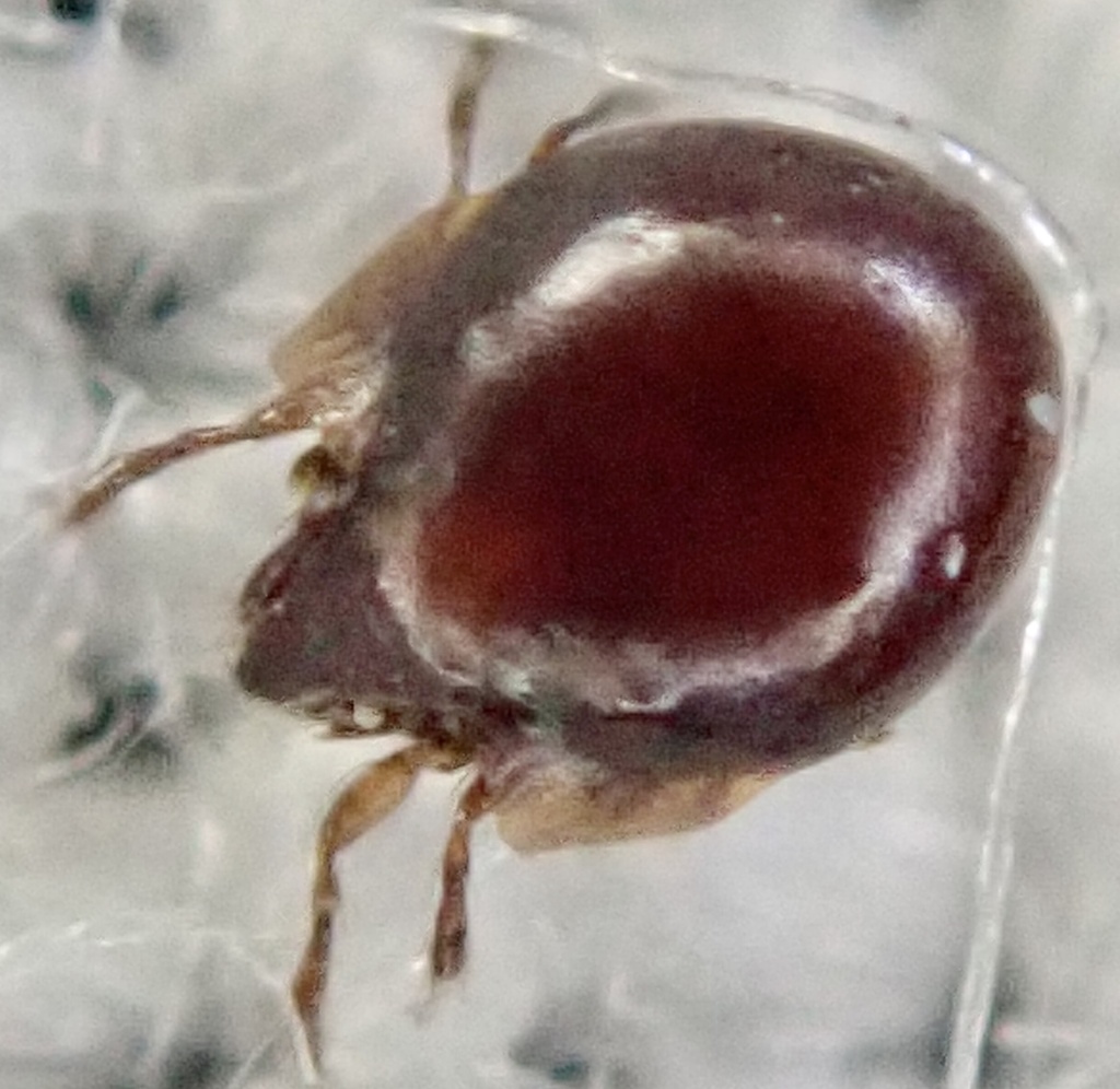 beetle mites from Great Britain, Richmond, England, GB on March 19 ...