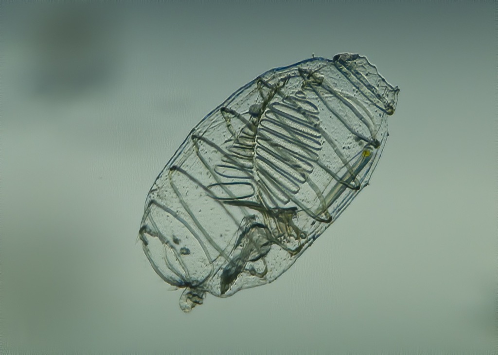 Thaliaceans from Tiritiri Matangi wharf on March 19, 2020 by blogman ...