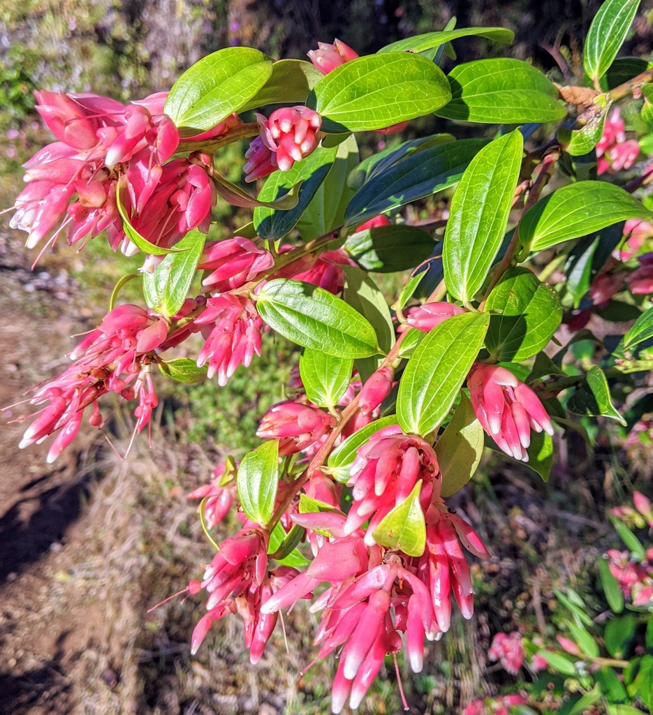 Mountain Grape from km 70, Ruta 2 Sur, San José Province, Copey ...