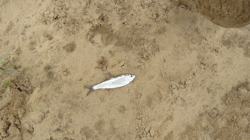 género Pellona · NaturaLista Colombia