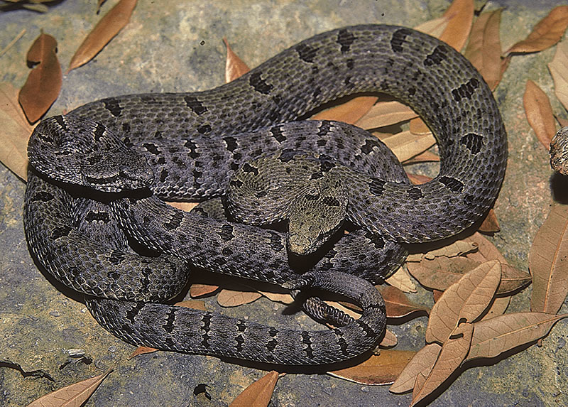 Crotalus Lepidus Common Name