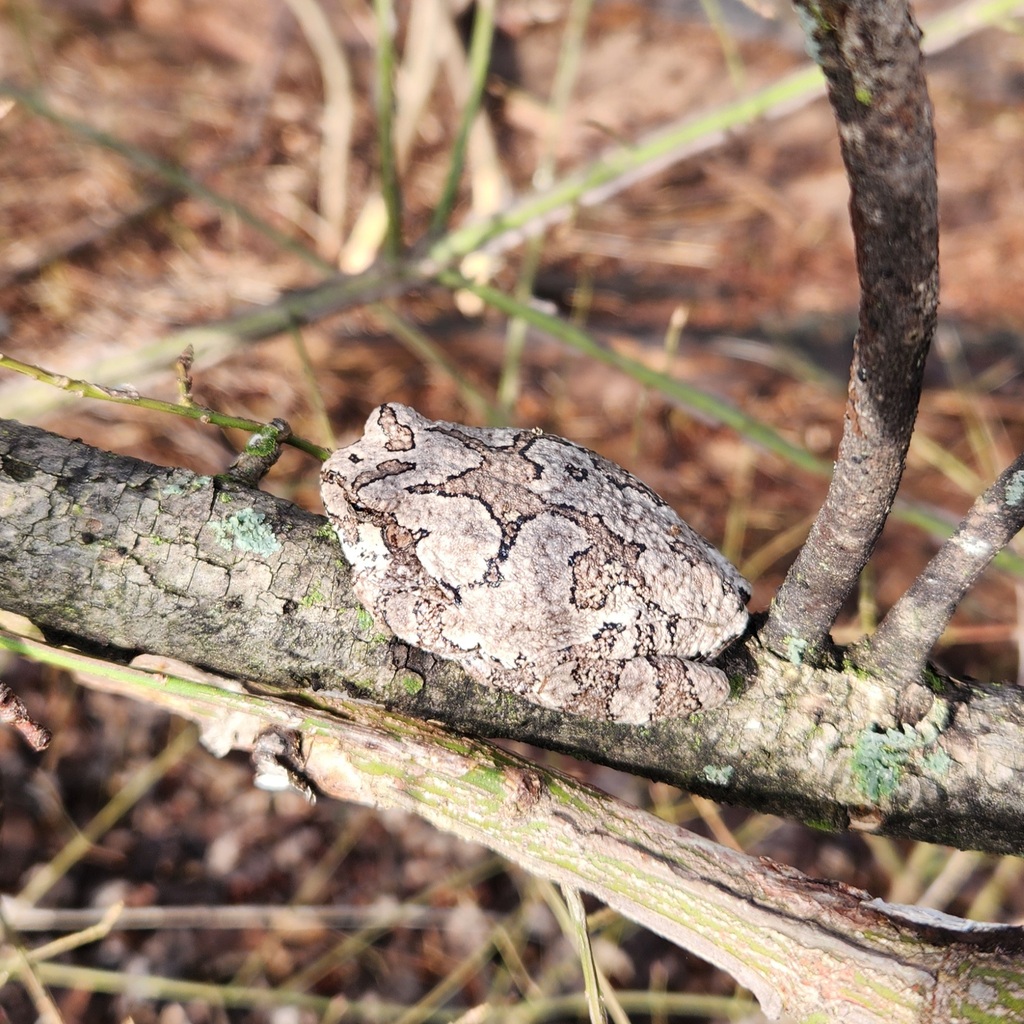 Gray Treefrog Species Complex from Stevens Point, WI, USA on April 16 ...