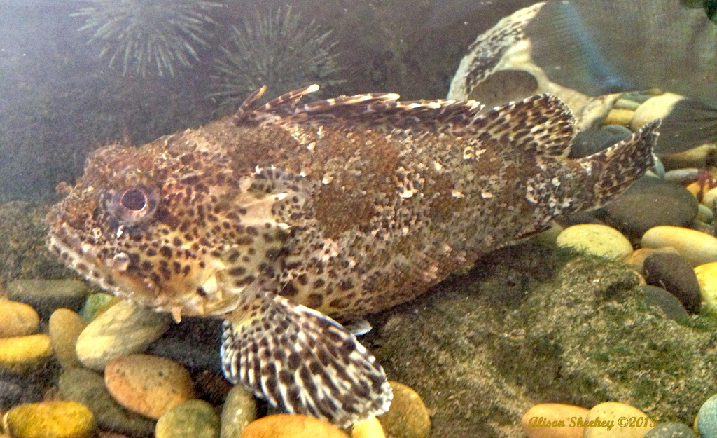 California Scorpionfish (China Cove Organisms) · iNaturalist