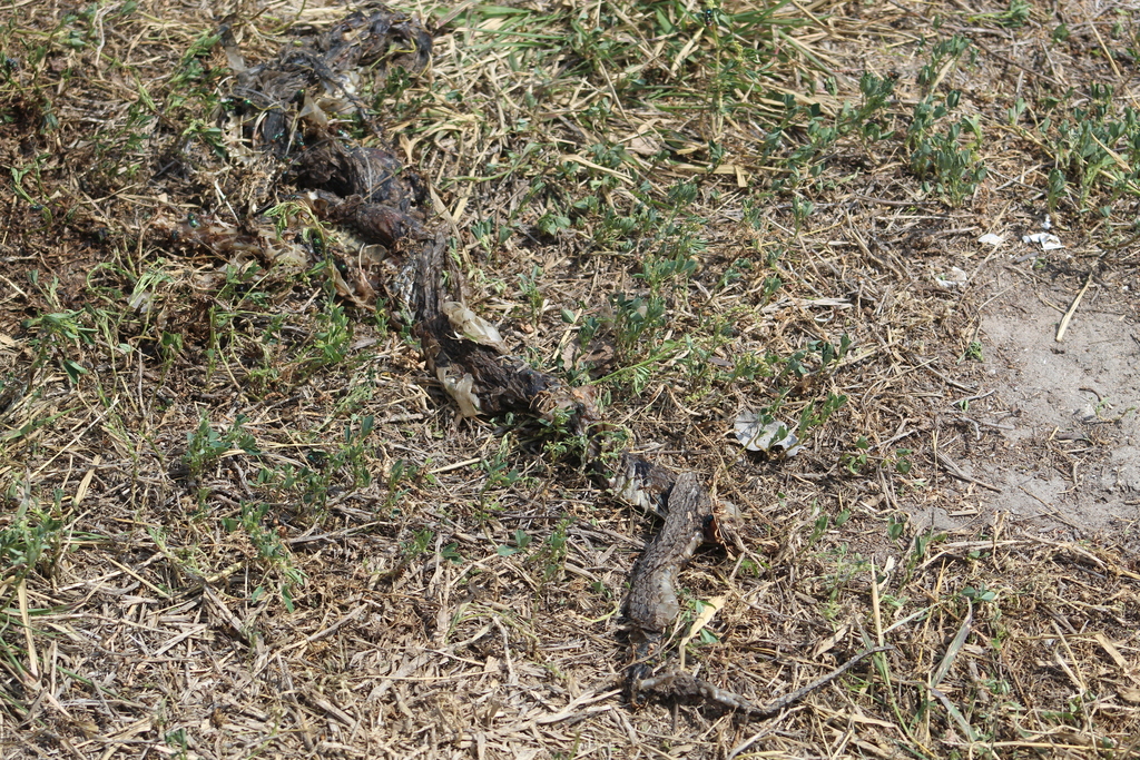 Colubrine Snakes from San Patricio County, TX, USA on March 19, 2020 at ...