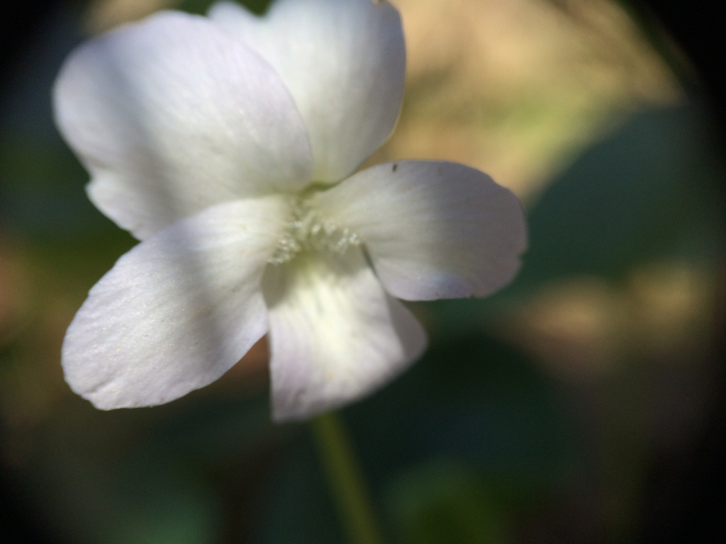 eastern American blue violets from Huntsville State Park, Huntsville ...