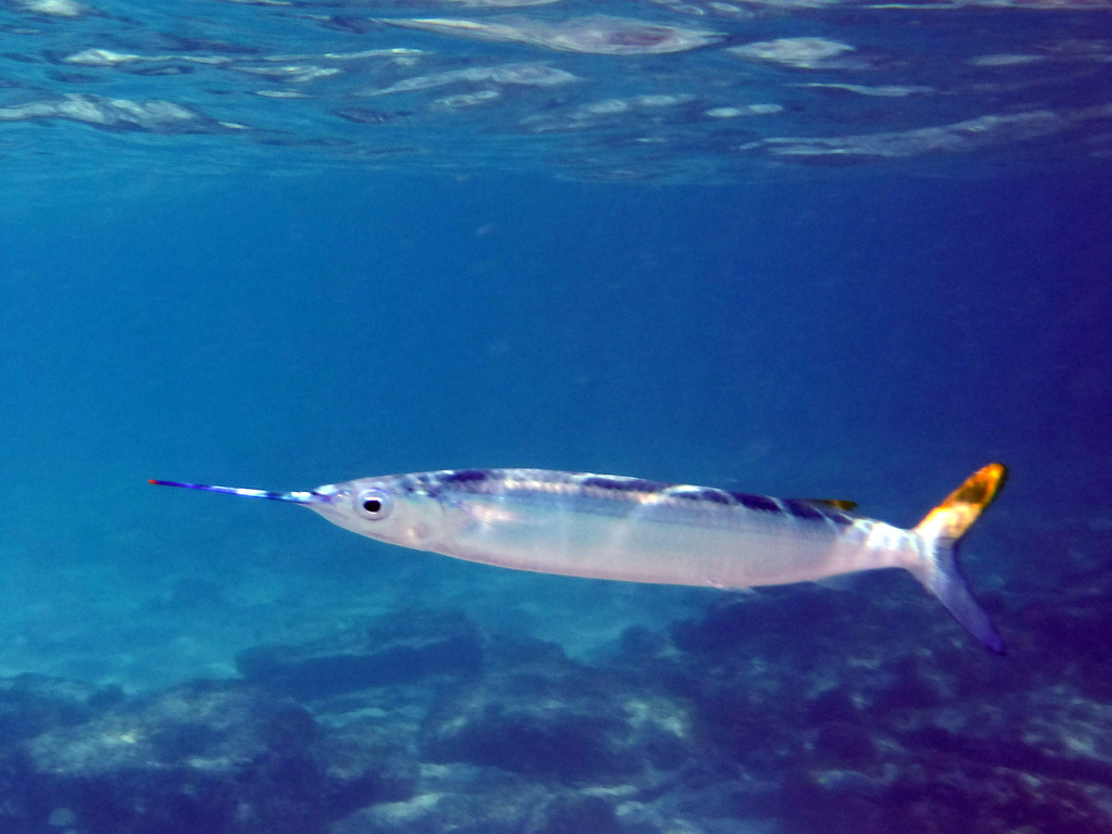 Ballyhoo (Hemiramphus brasiliensis) - Marine Life Identification