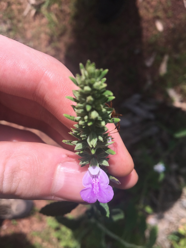 Anisomeles from Mary River National Park, Marrakai, NT, AU on March 14 ...