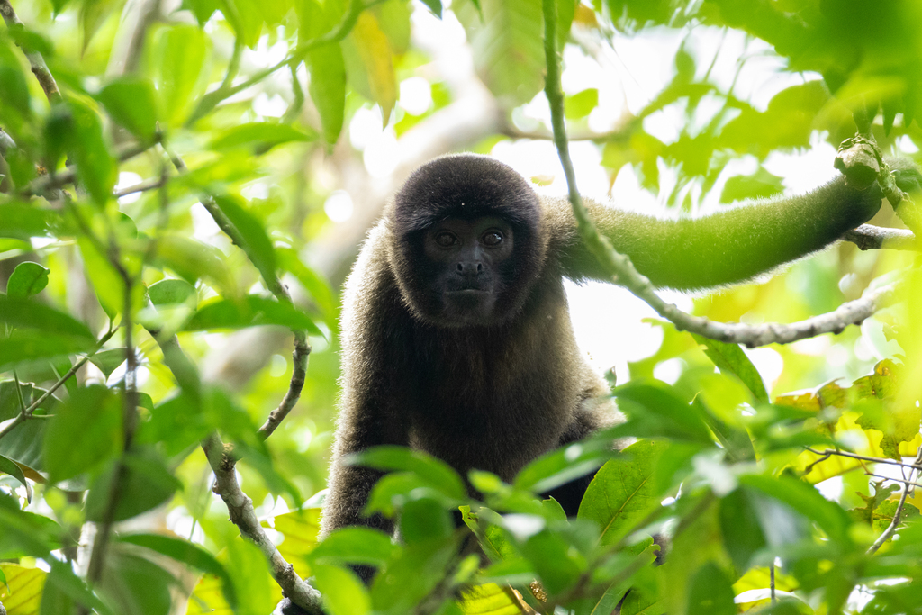 Common Woolly Monkey in February 2020 by thibaudaronson · iNaturalist