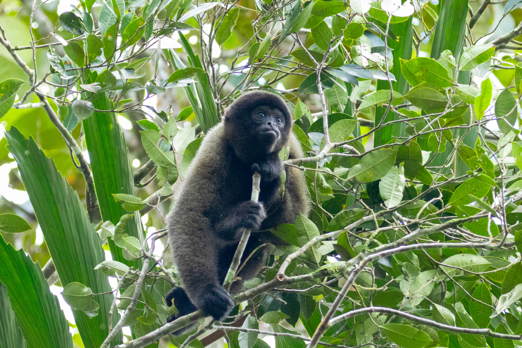 Spider and Woolly Monkeys (Atelinae) - Know Your Mammals