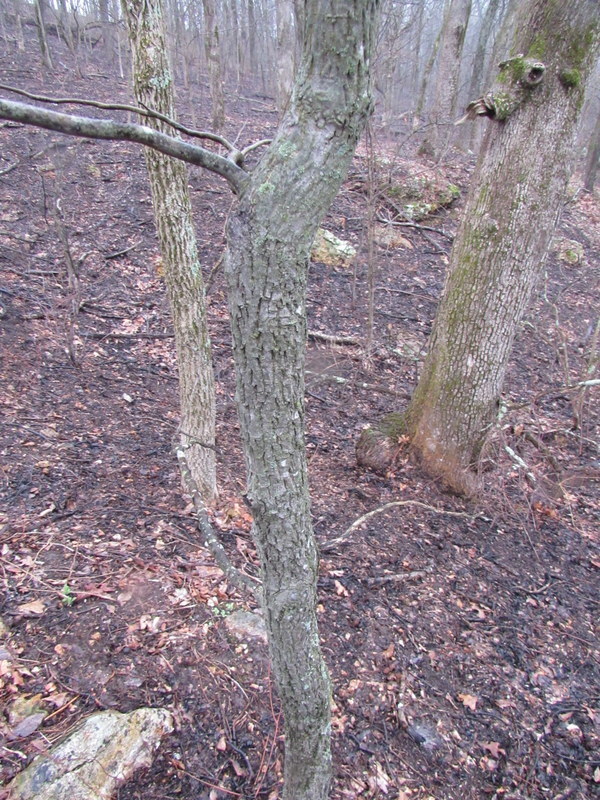 sand hickory in March 2020 by Jared Gorrell · iNaturalist