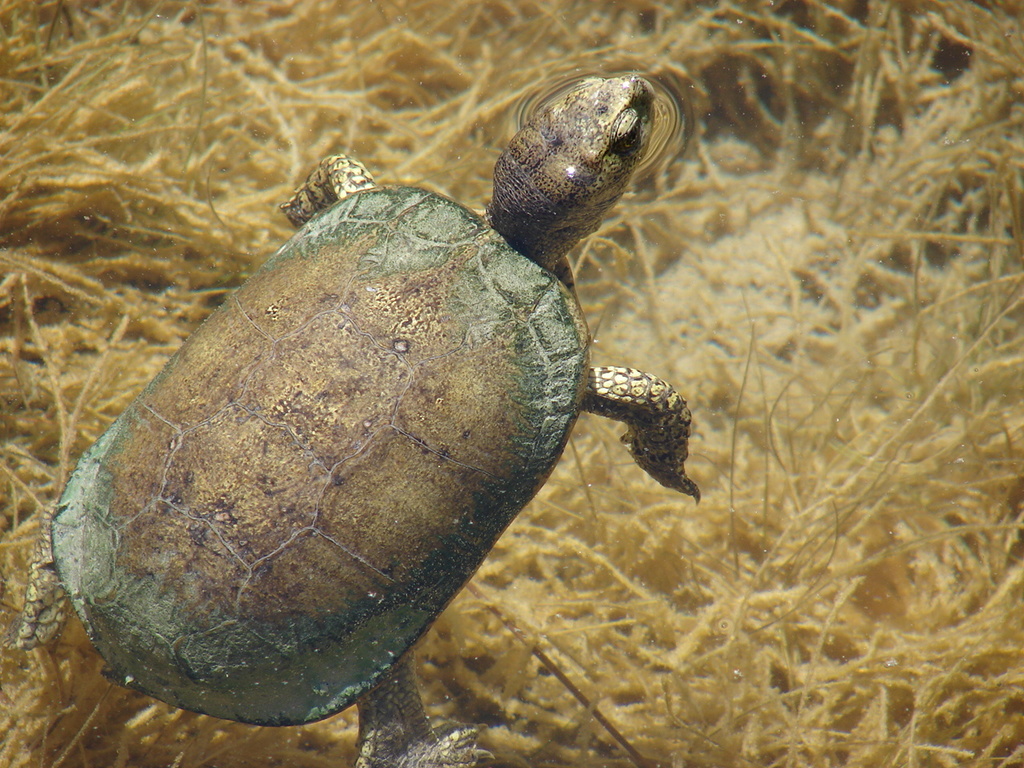 Aquatic Box Turtle in August 2009 by Raymundo F. Ortíz Padilla ...