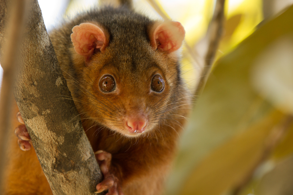 Common Ring-tailed Possum (Mammals of Prestons) · iNaturalist