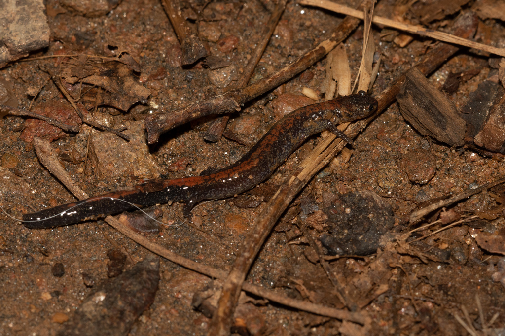 Eastern Red-backed Salamander from Montgomery, Maryland, United States ...