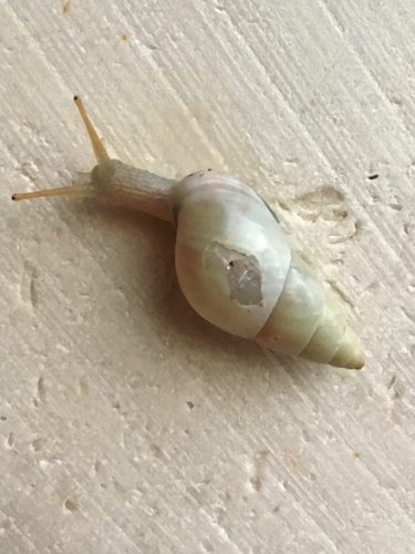 Drymaeus cucullus · iNaturalist