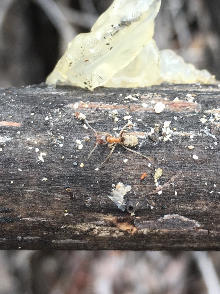 Western Velvety Tree Ant from Ensenada, BC , MX on March 19, 2020 at 01 ...