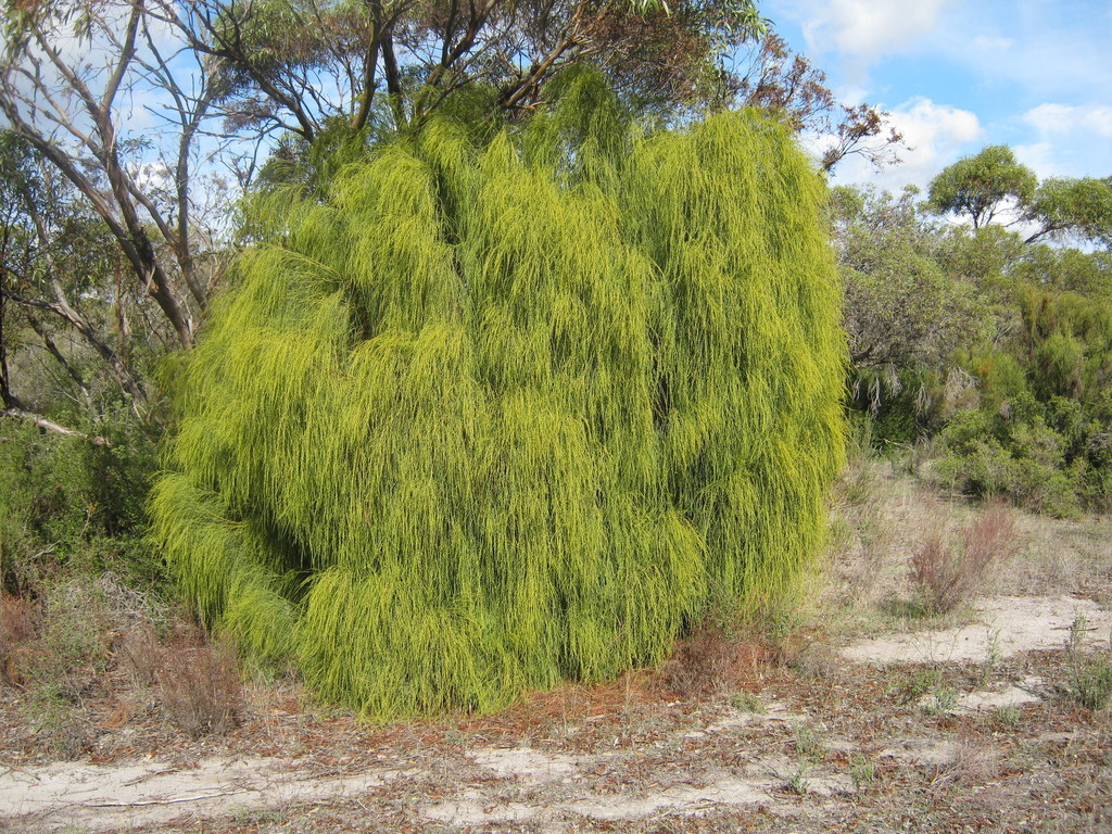 broom ballart (Exocarpos sparteus) - Botanical Realm