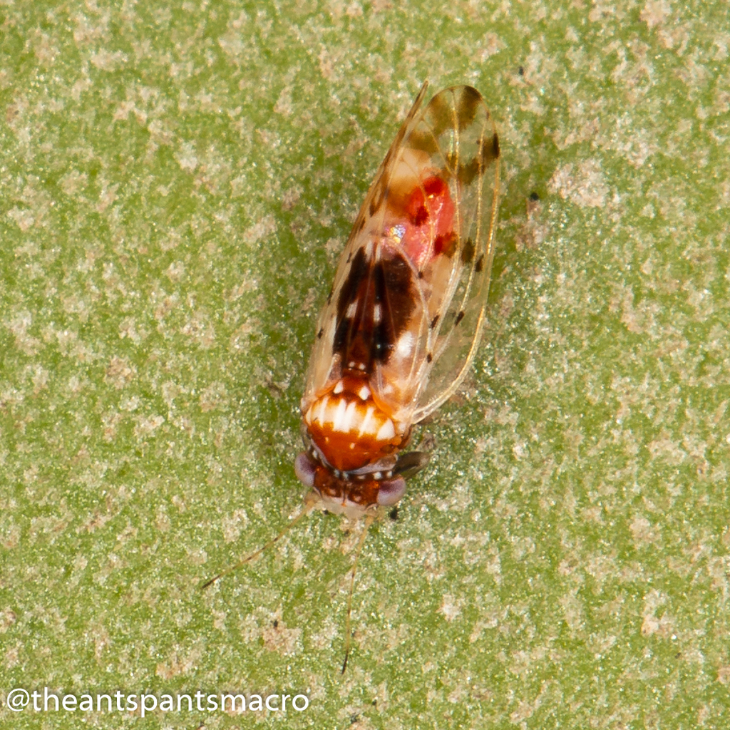 Acizzia from Brisbane QLD, Australia on March 20, 2020 at 12:15 PM by ...