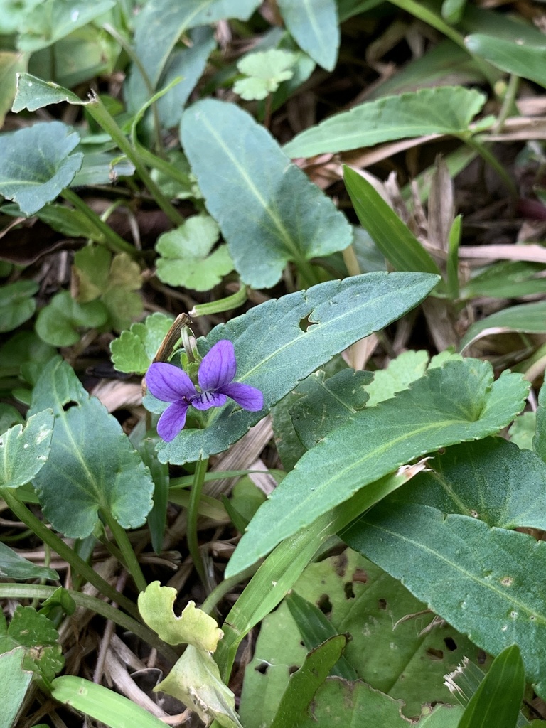 Viola inconspicua nagasakiensis from 民權東路三段, 中山區, TW on March 20, 2020 ...