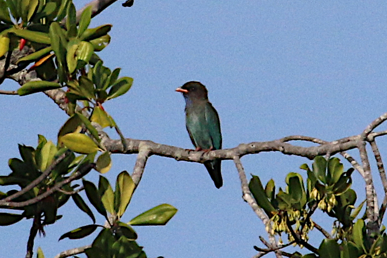 Dollarbird from Boigu Island QLD 4875, Australia on March 2, 2020 at 08 ...
