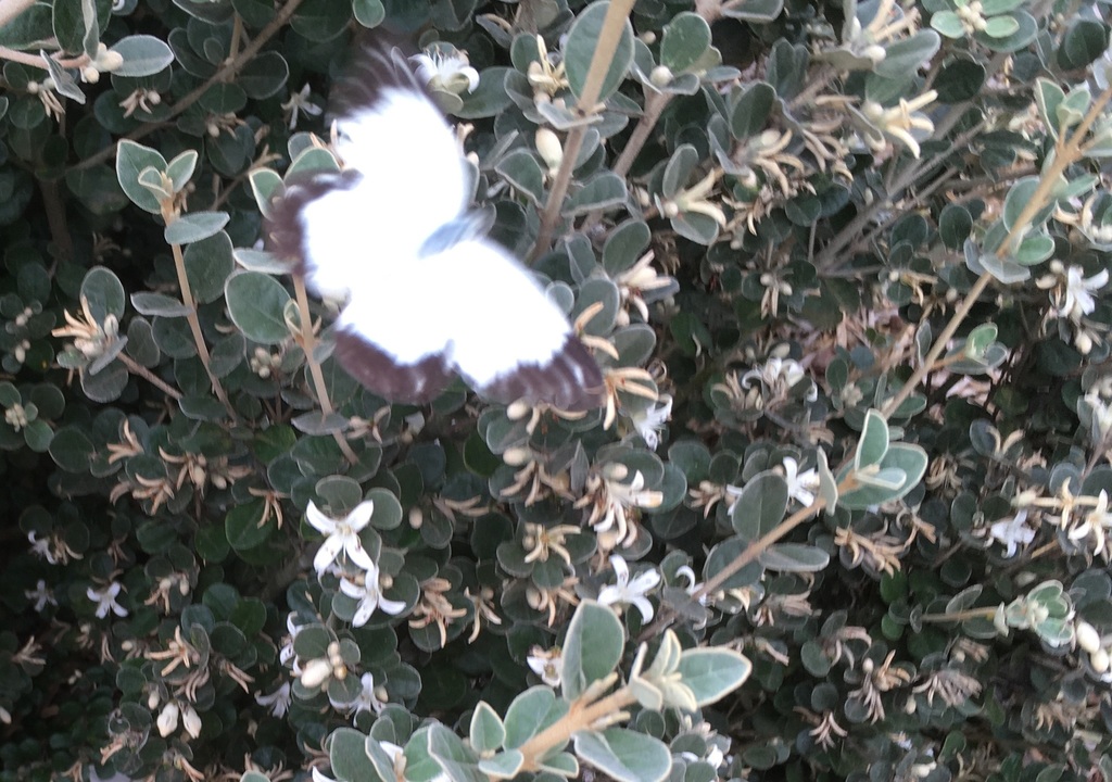 Caper White from Toora VIC 3962, Australia on March 18, 2020 at 03:29 ...