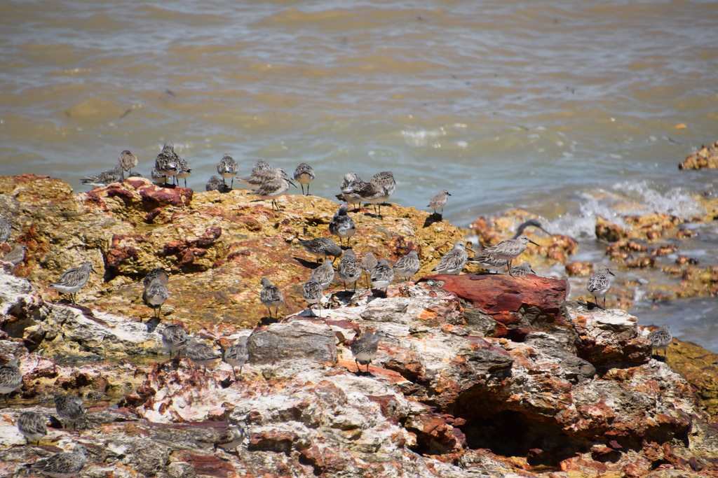 Great Knot from East Point NT 0820, Australia on March 14, 2020 at 12: ...