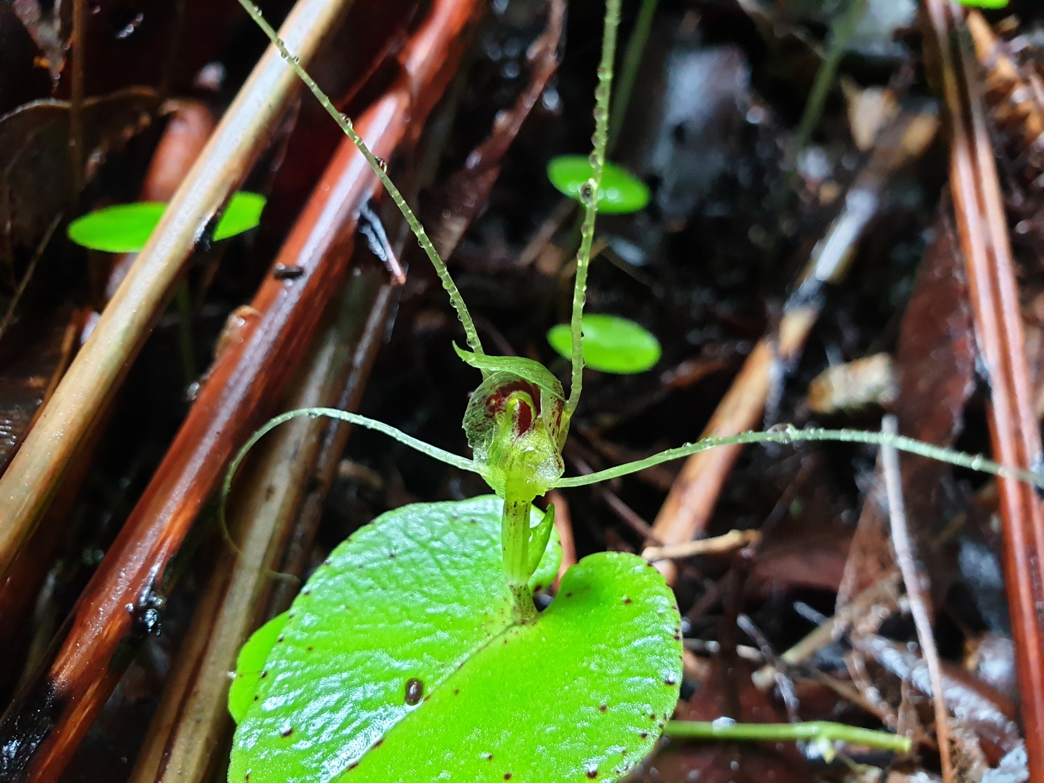 Corybas papa Molloy & Irwin
