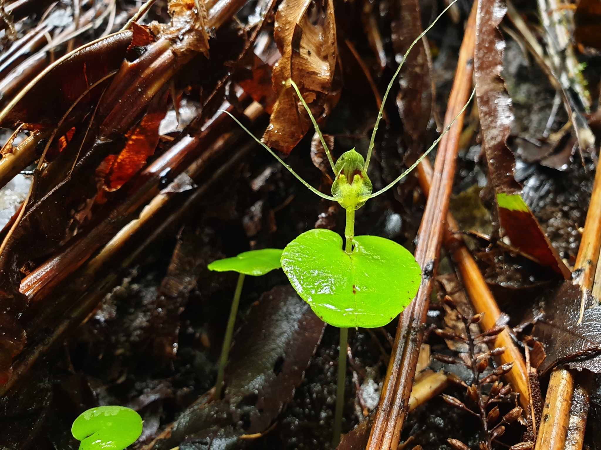 Corybas papa Molloy & Irwin