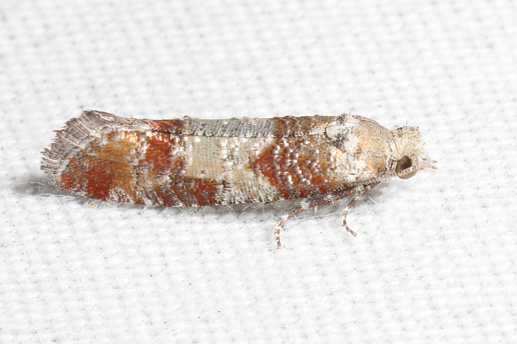 Pitch Pine Tip Moth from Groton yard, MA, USA on April 17, 2026 at 11: ...