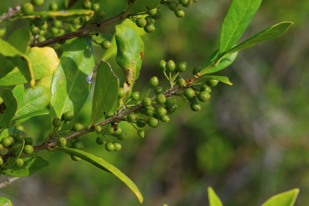 knobbly sweetberry from North Uthungulu, South Africa on March 2, 2020 ...