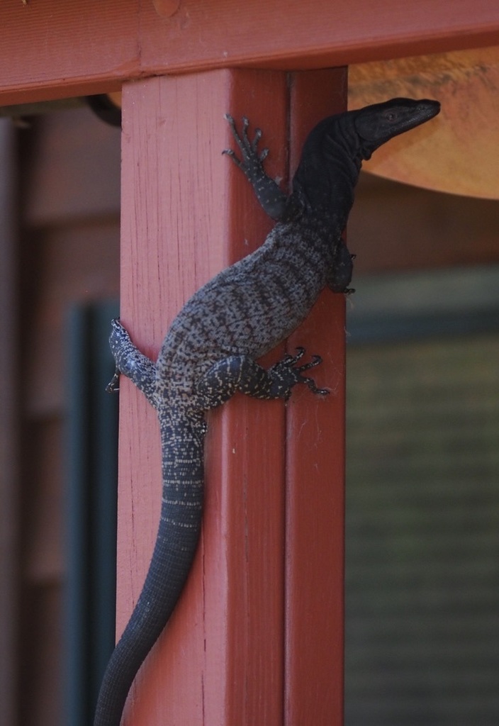 Black-headed Monitor from Perth WA, Australia on March 20, 2020 at 08: ...