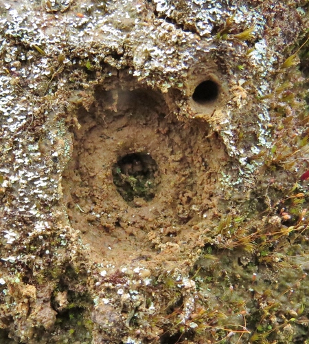Pseudoxycheila atahualpa · iNaturalist Mexico