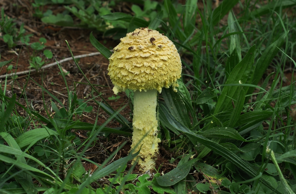 Golden Floccose Lepidella (Fungi of southern Africa) · iNaturalist