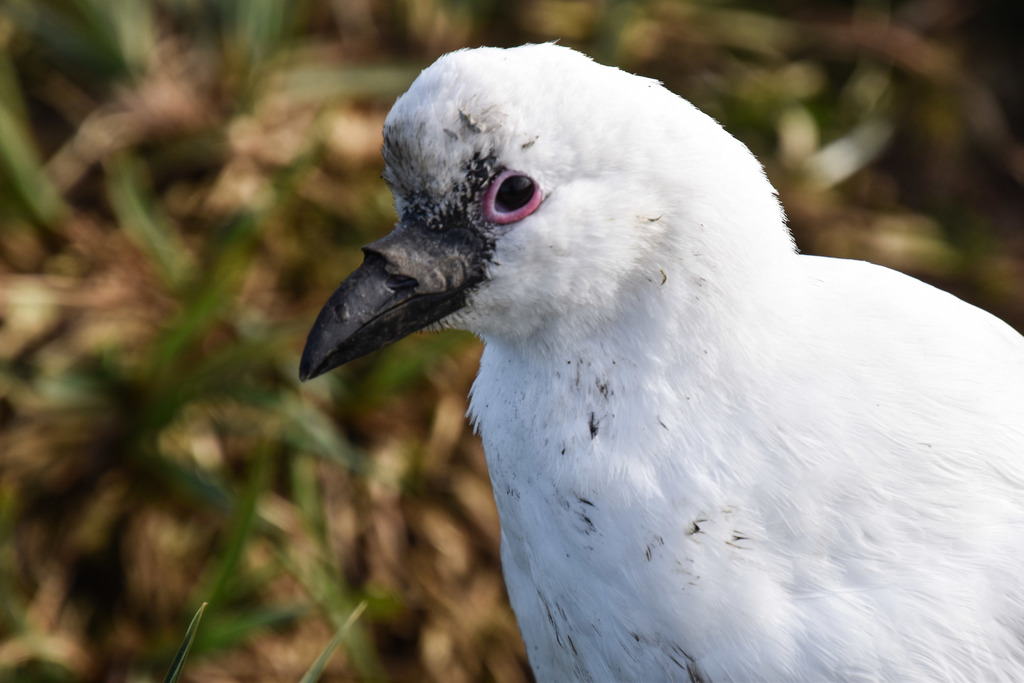 Black-faced Sheathbill (Chionis minor) - Avian Discovery