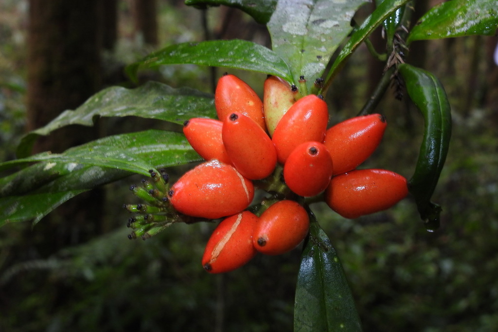 Chinese aucuba (Aucuba chinensis) - Botanical Realm