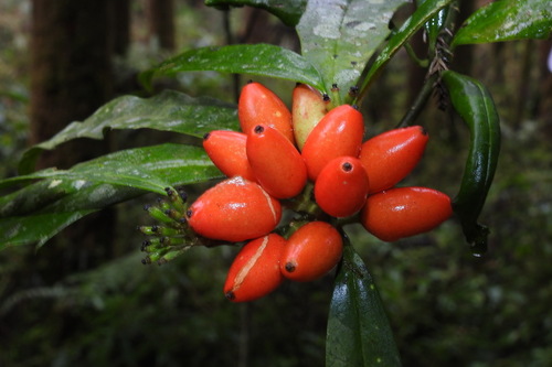 Laurel chino (Aucuba chinensis) · iNaturalist Mexico
