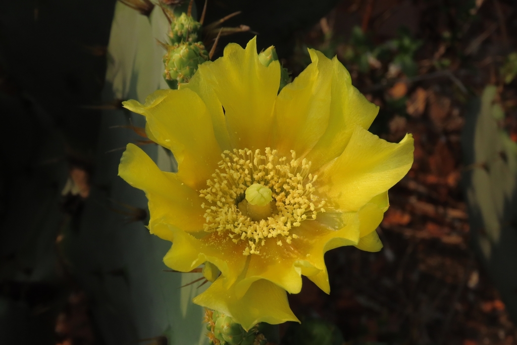 Opuntia dillenii (Tenerife Plants Caryophyllales) · iNaturalist
