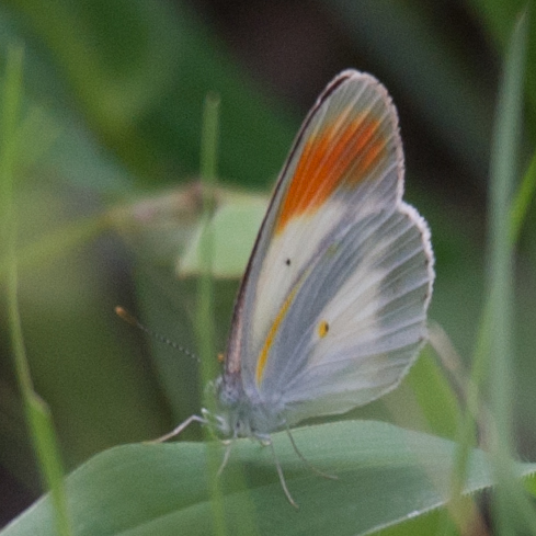 Small Orange Tip from North-West District, Botswana on January 29, 2020 ...