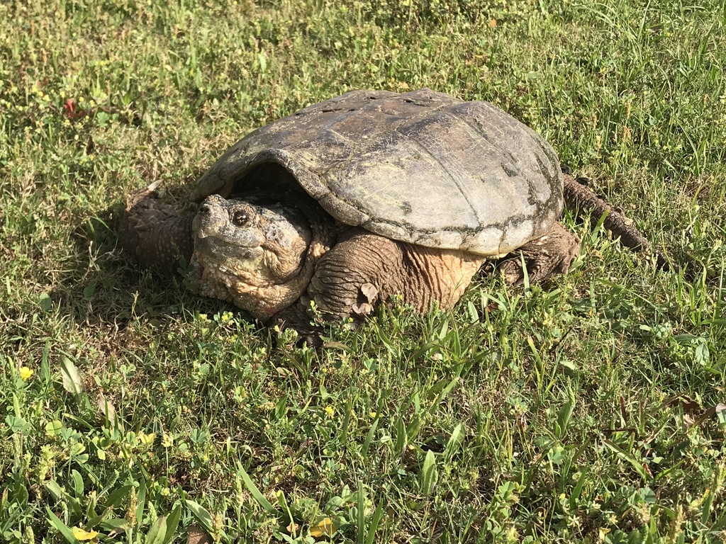 Common Snapping Turtle from Gulf State Park, Gulf Shores, AL, US on ...