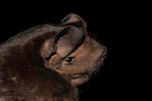 Black mastiff bat (Molossus nigricans) · iNaturalist