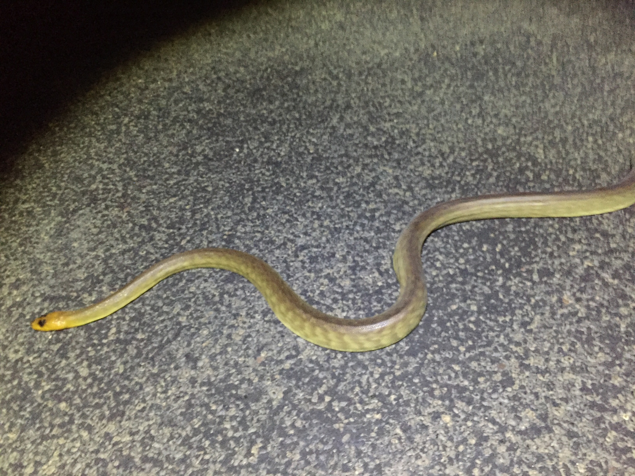 Aspidites ramsayi (Macleay, 1882)