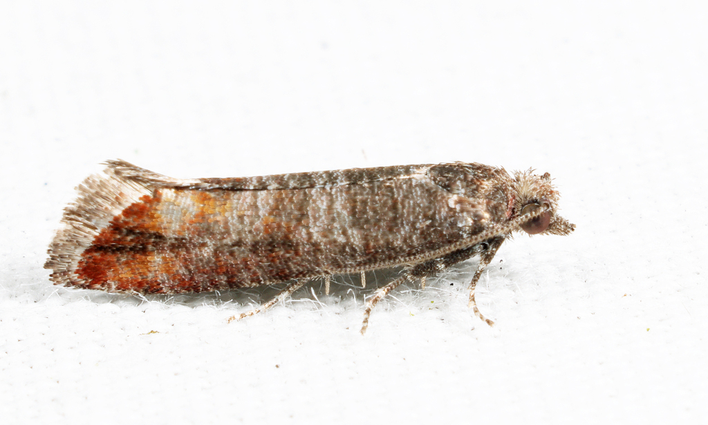 Pine Tip Moths from Groton yard, MA, USA on April 17, 2026 at 10:58 PM ...