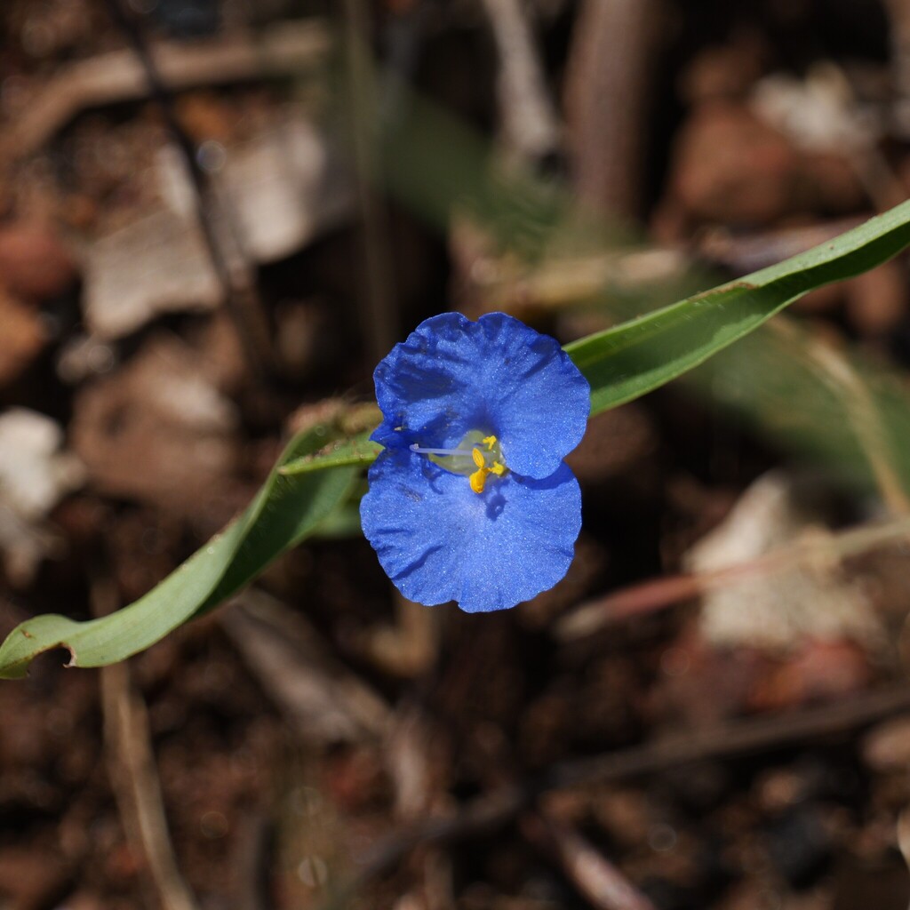 Scurvy Grass from Garig Gunak Barlu National Park, Cobourg Peninsula NT ...